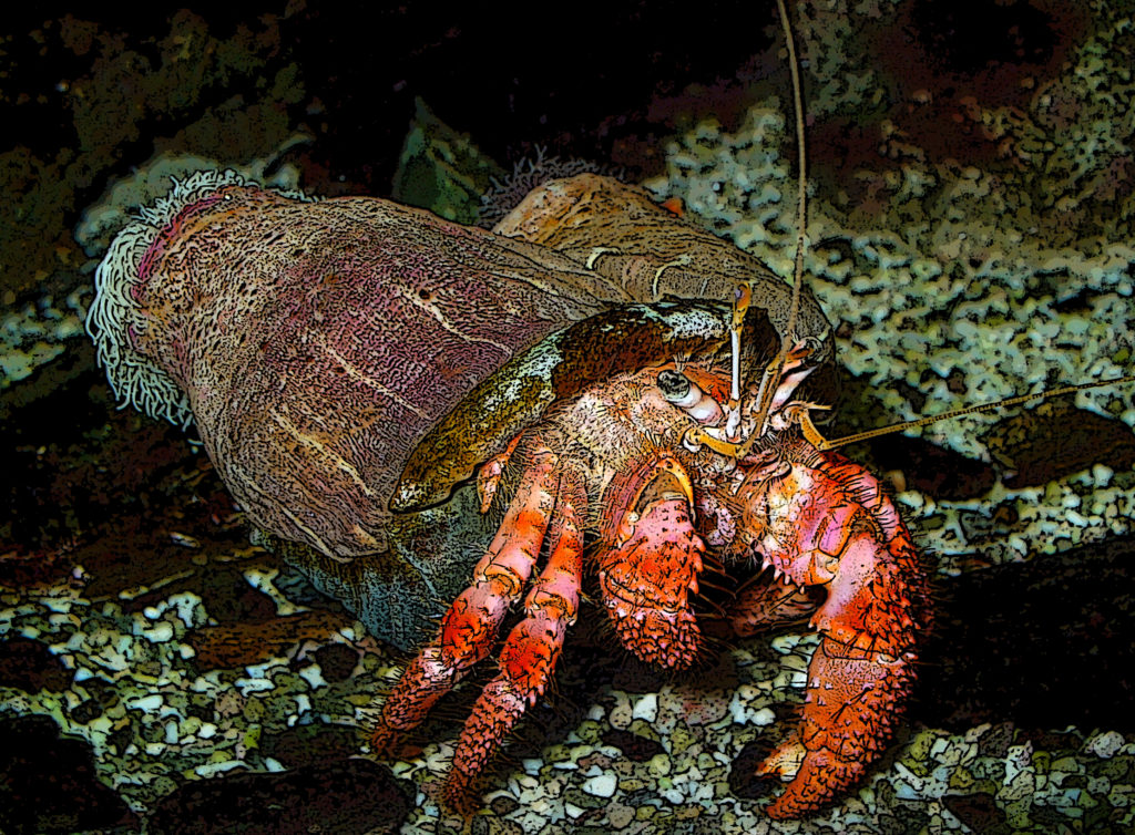 Hermit Crabs and Other Back Shore Creatures: A Beach Walk and ...